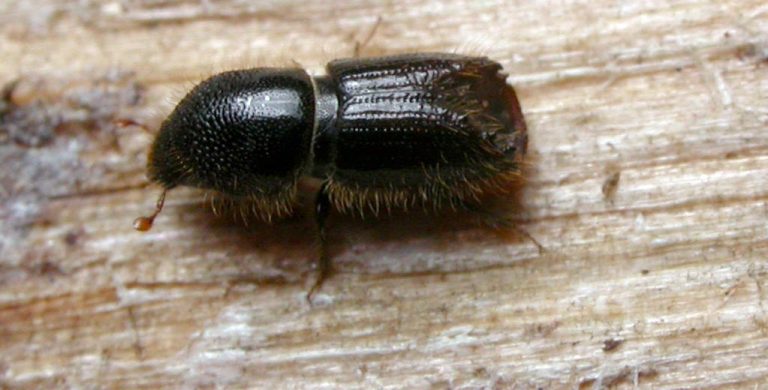 Ips typographus - bostrico tipografo - Protezione delle piante